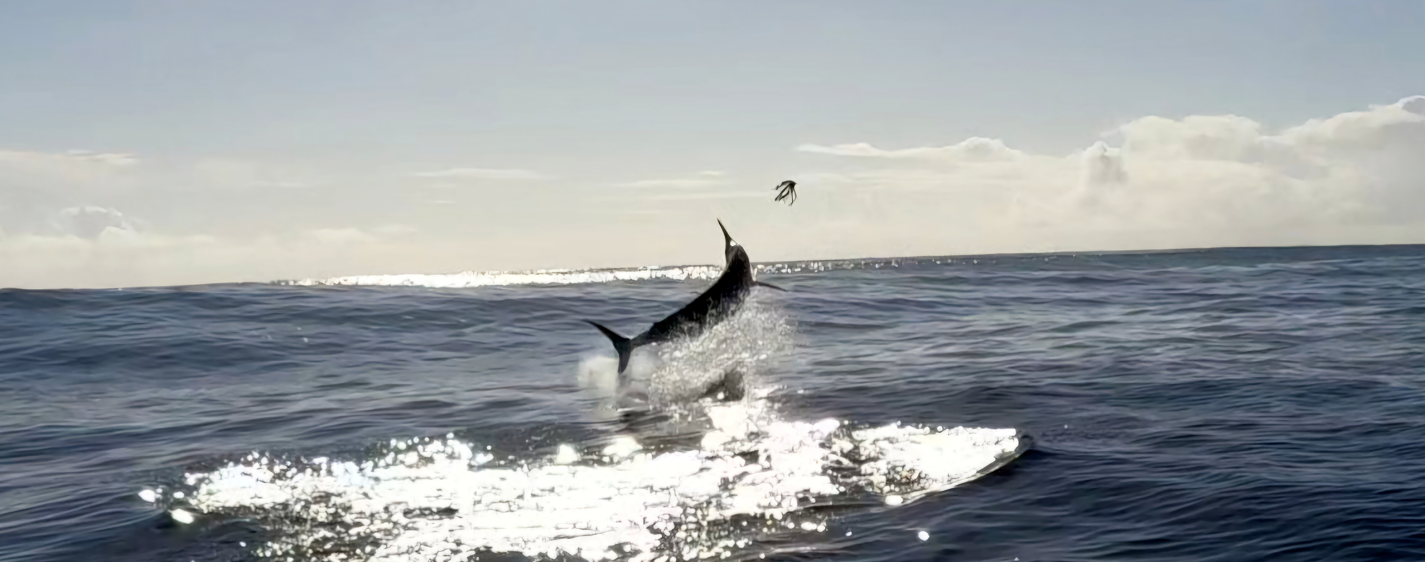 BOISC 2 – Ella | BAY OF ISLANDS SWORDFISH CLUB (INC)